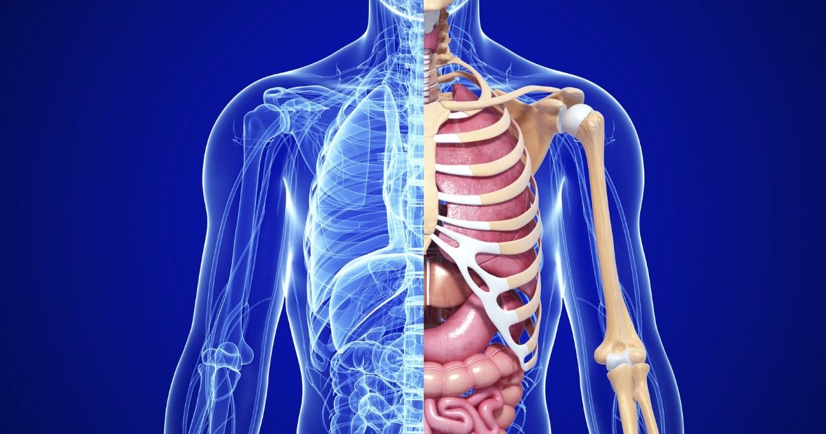 The Vital Role Of Anatomy In Medical Technology | Sean Schepers