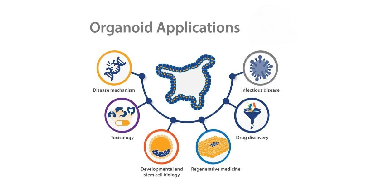 Exploring The Use Of Organoids In Cancer Biology | Sean Schepers