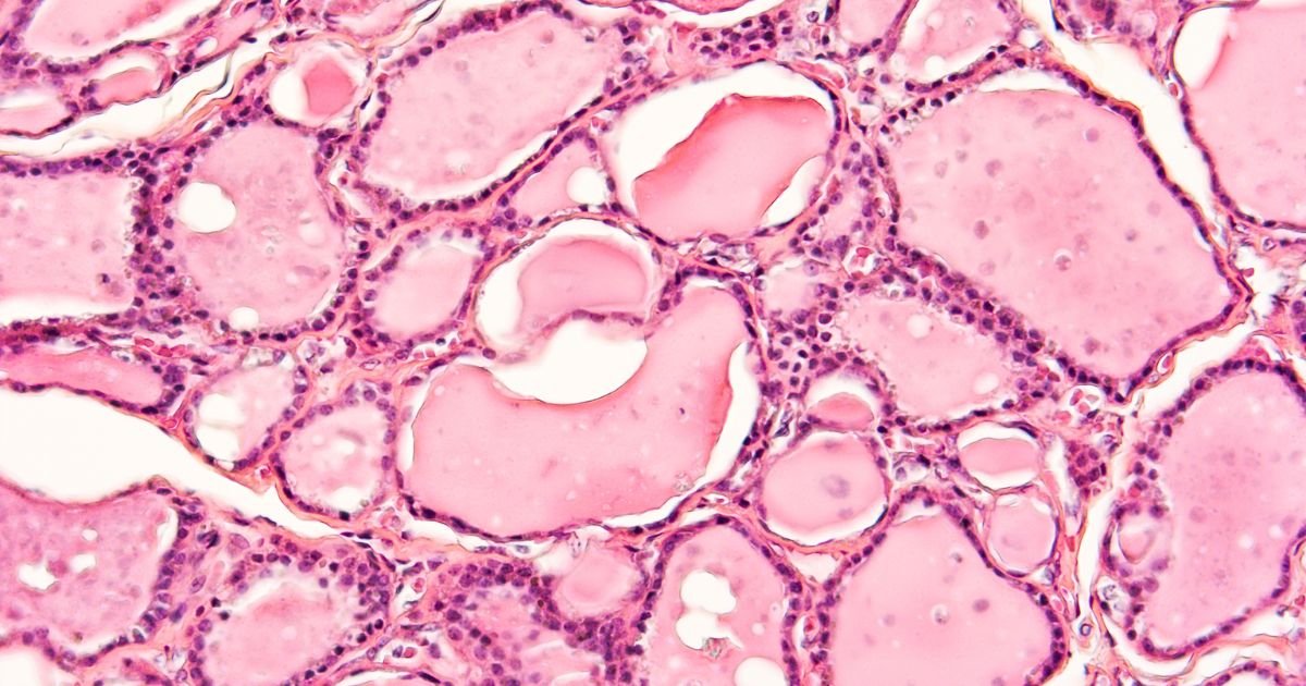 Histology: A Journey Into The Microscopic World | Sean Schepers