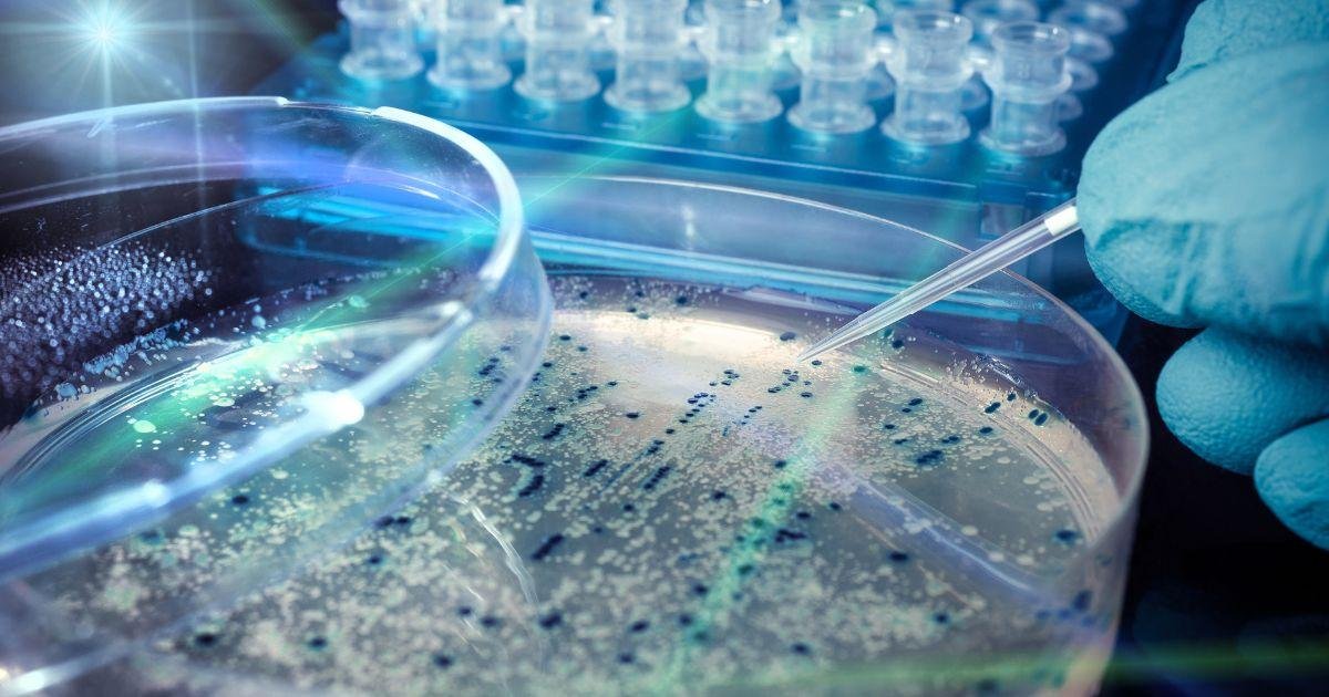 Bacterial Genetics And Gene Transfer Mechanisms | Sean Schepers