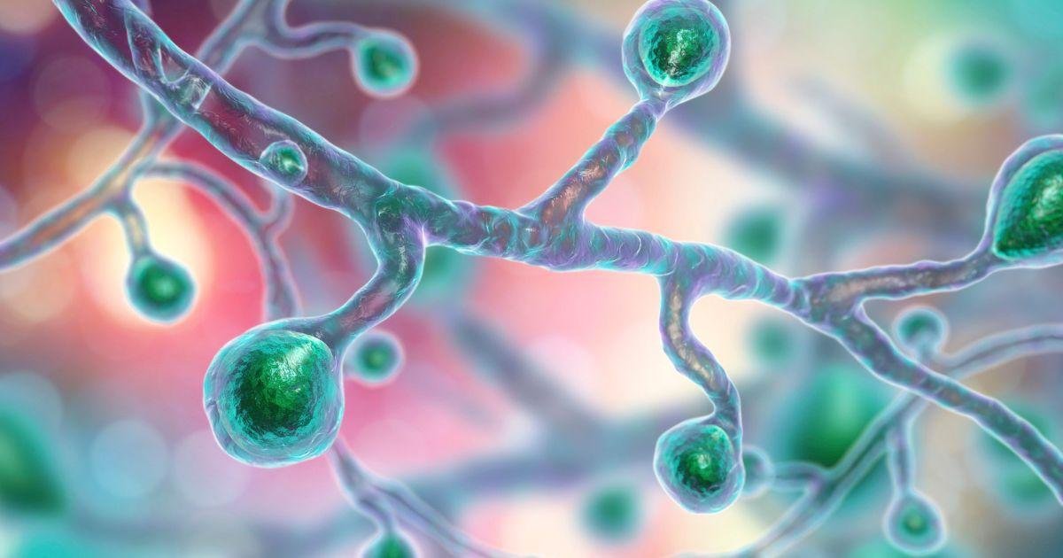 Fungal Classification And Taxonomy | Sean Schepers