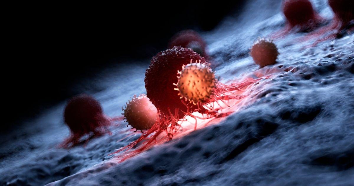 Lymphocytes And Immune Responses | Sean Schepers